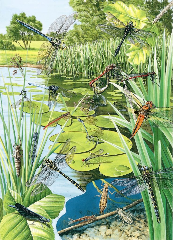 Terrestrial Invertebrates - Buglife