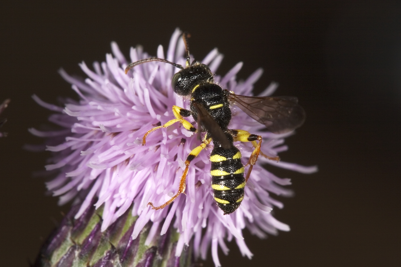 Five-banded Weevil-wasp - Bug Directory - Buglife