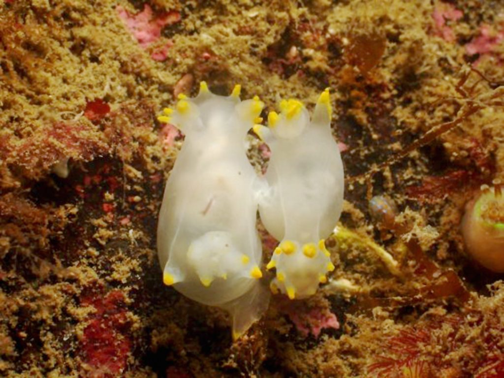 Nudibranchs - marine molluscs are coming out of their shells - Buglife ...
