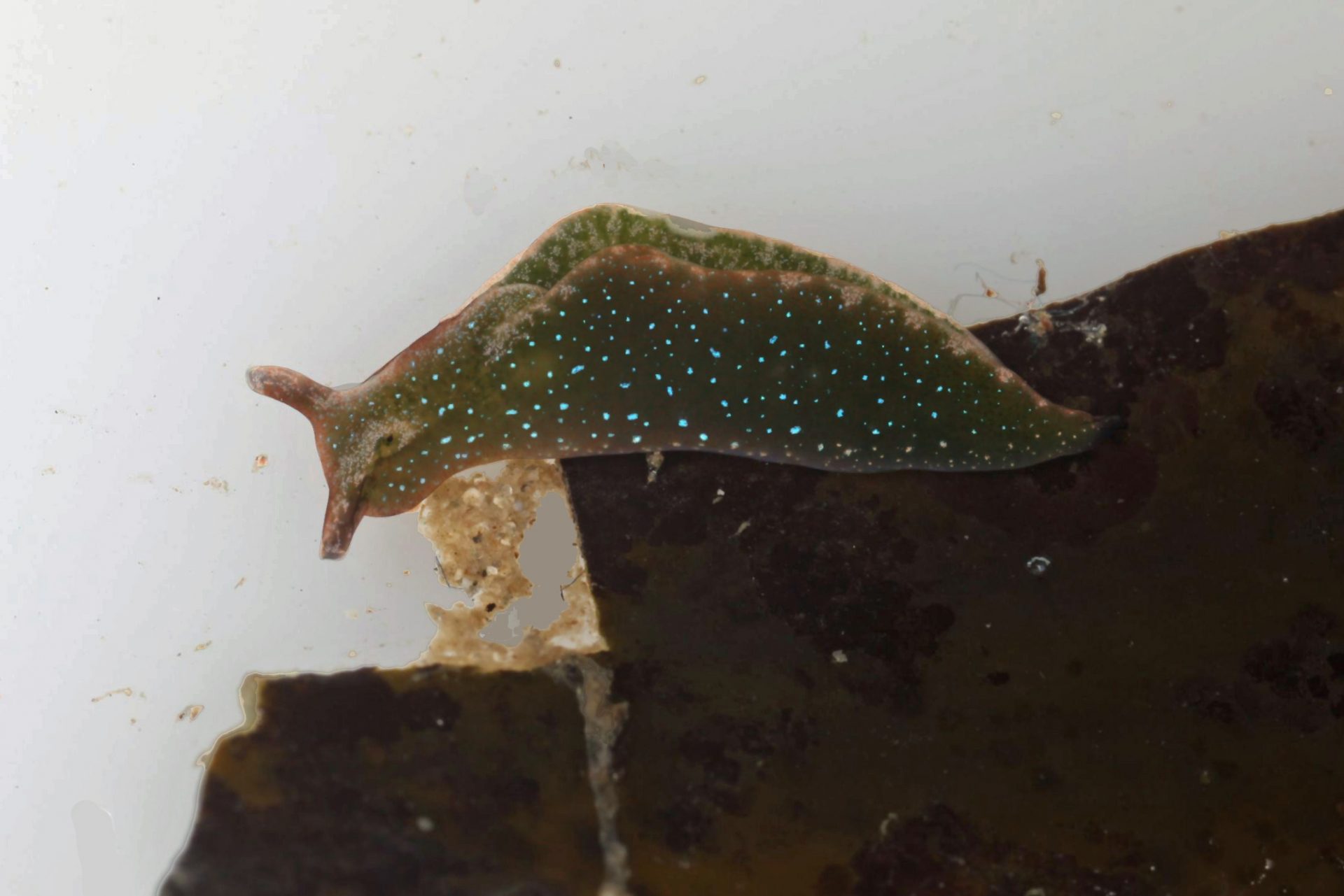Nudibranchs - marine molluscs are coming out of their shells - Buglife ...