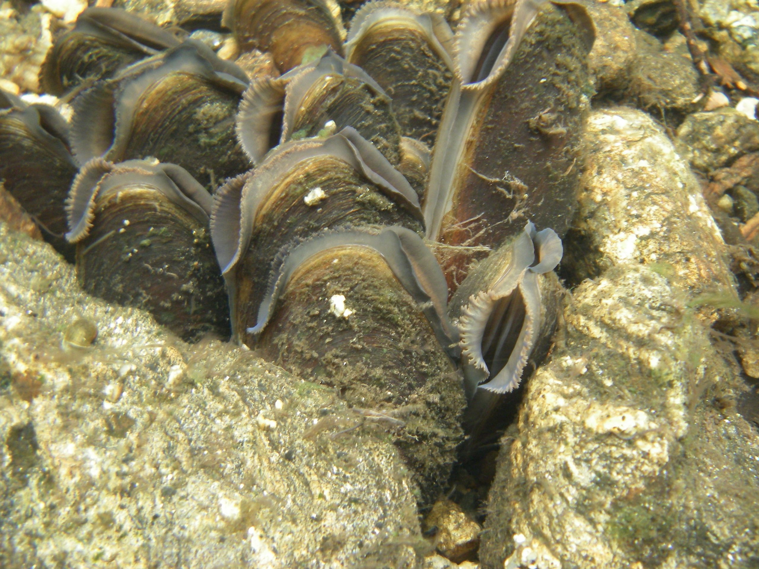 Freshwater Pearl Mussel - Bug Directory - Buglife