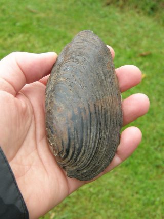Freshwater Pearl Mussel - Bug Directory - Buglife