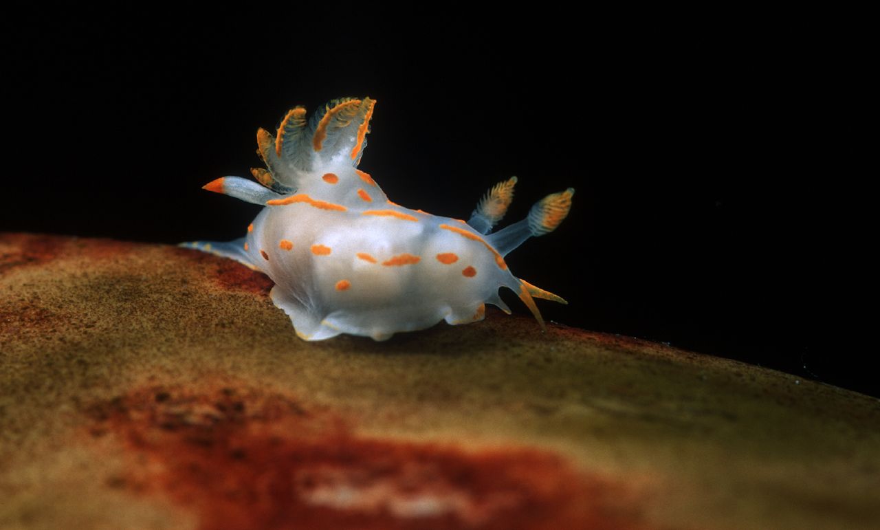 Nudibranchs - marine molluscs are coming out of their shells - Buglife ...
