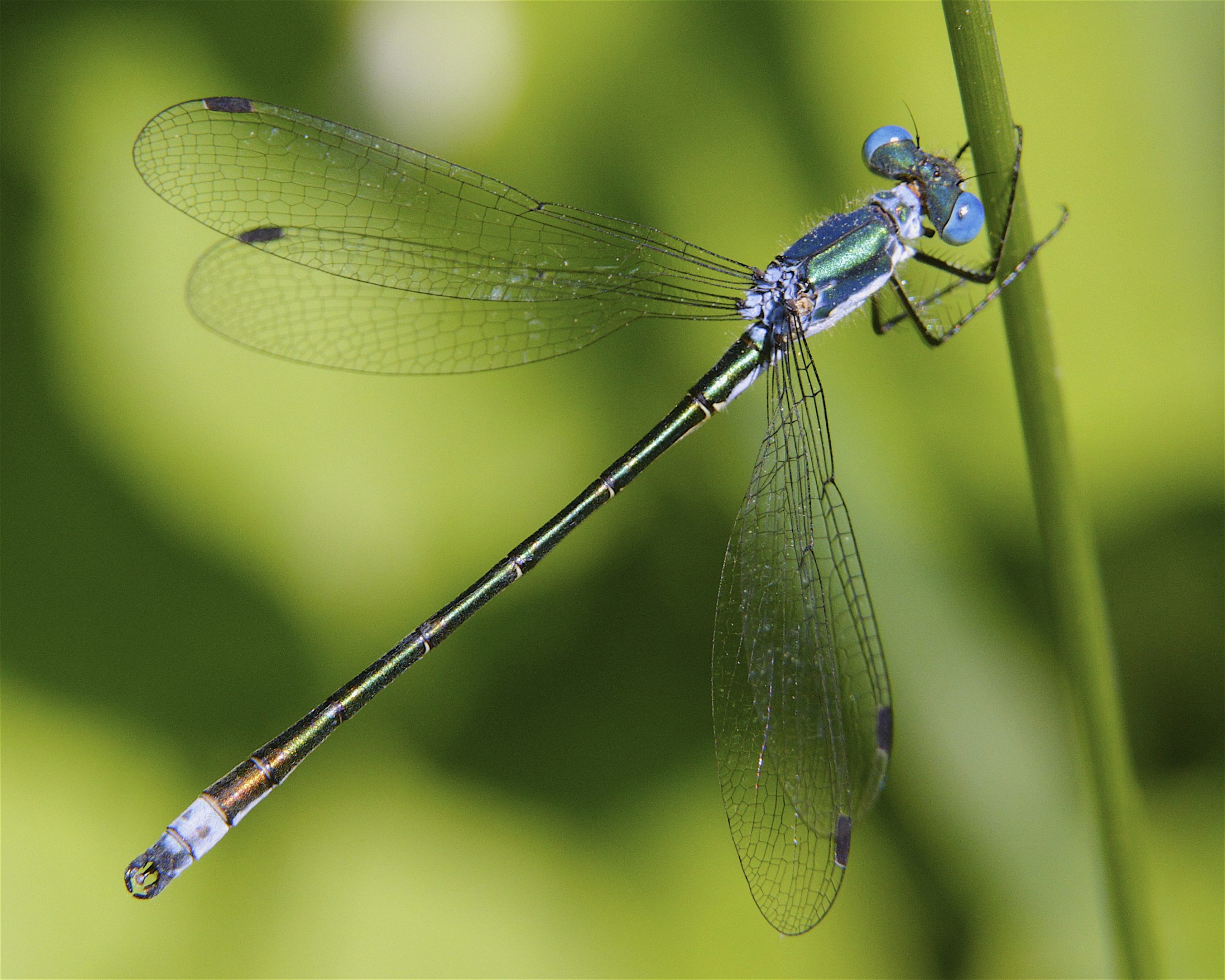 Scarce Emerald Damselfly - Bug Directory - Buglife