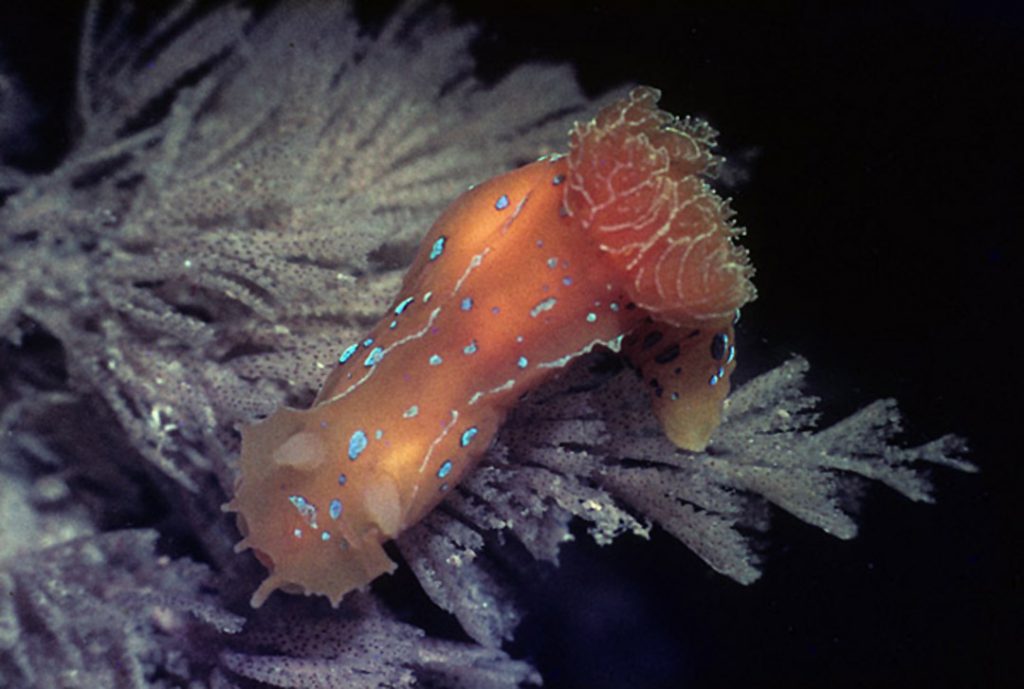 Nudibranchs - marine molluscs are coming out of their shells - Buglife ...