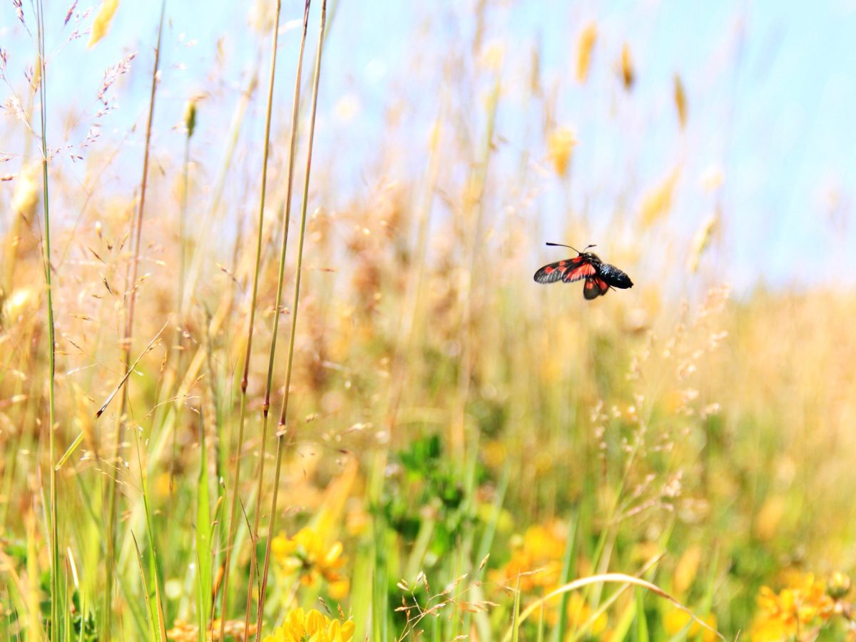 National Meadows Day 2023 in Scotland - Buglife Blog - Buglife