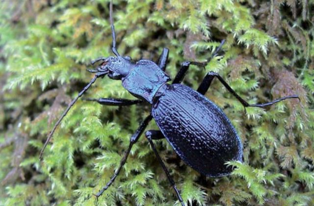 Species Recovery Projects - Buglife