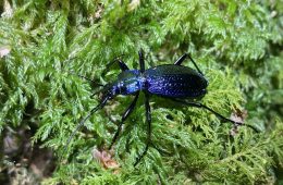 Short-necked Oil Beetle - Bug Directory - Buglife