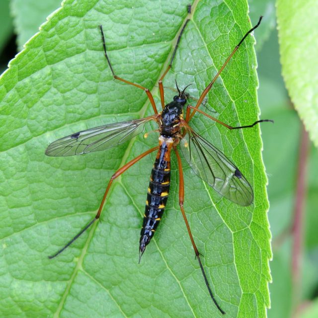 Norwich Western Link Road - Buglife