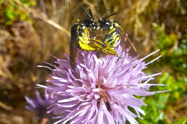Belfast's Buzzing! ~ People & Pollinators in Belfast - Buglife projects
