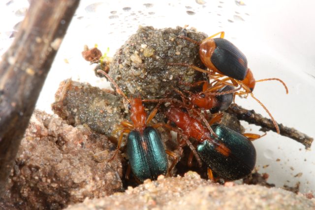 Corporate Partnerships - Buglife