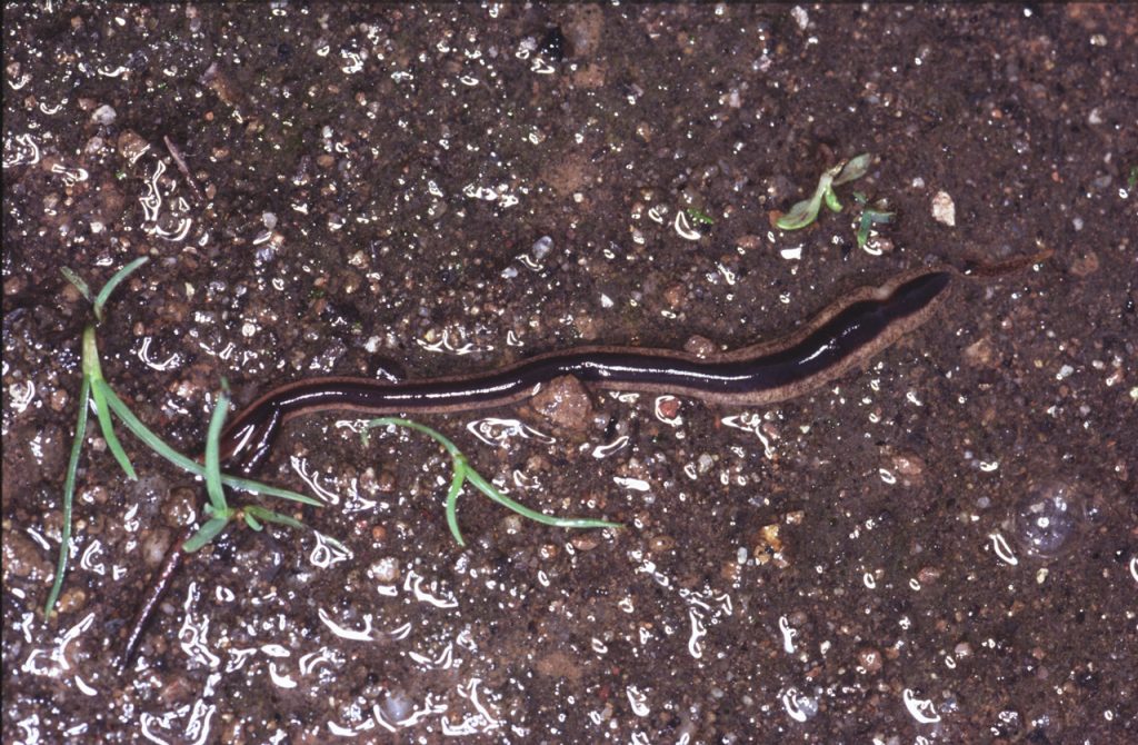 The secret life of the Common Earthworm... - Buglife Blog - Buglife
