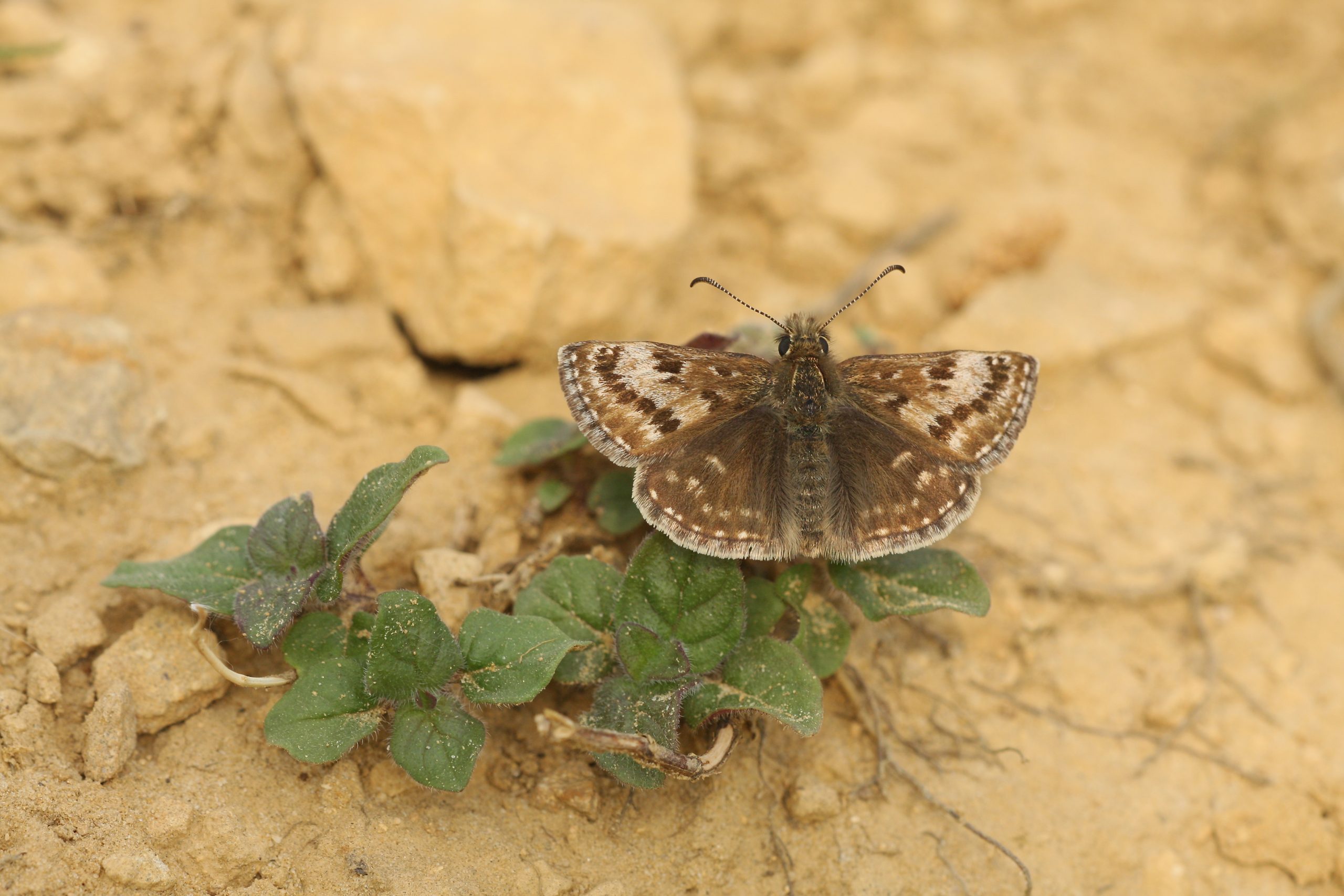 Dingy Skipper - Bug Directory - Buglife
