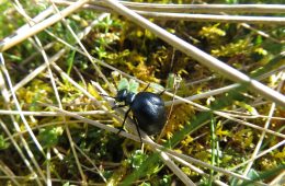 Blue Ground Beetle - Bug Directory - Buglife