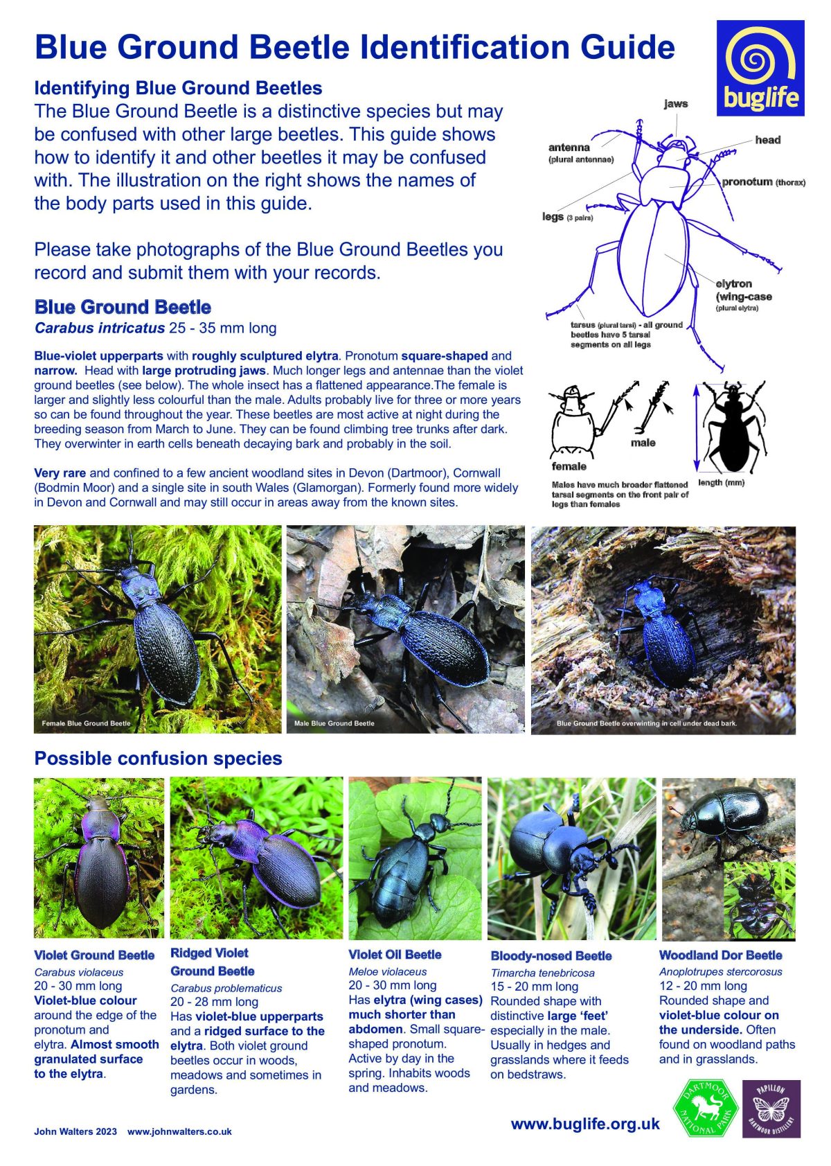 Blue Ground Beetle Hunt - Buglife
