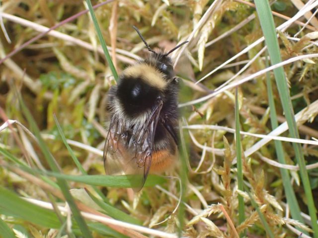 Pollinators Along the Tweed - Buglife projects