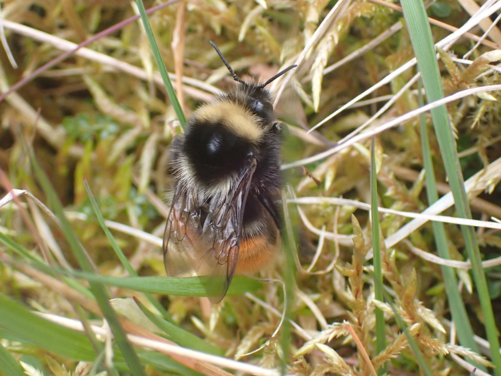 Bilberry Bumblebee - Bug Directory - Buglife