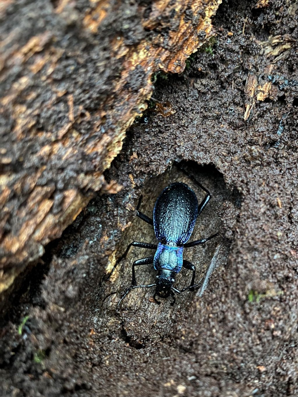 Help blue beetles this Blue Monday - Buglife latest news