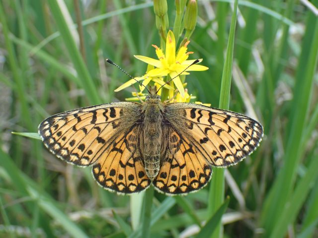 Carse of Gowrie - People for Pollinators - Buglife projects
