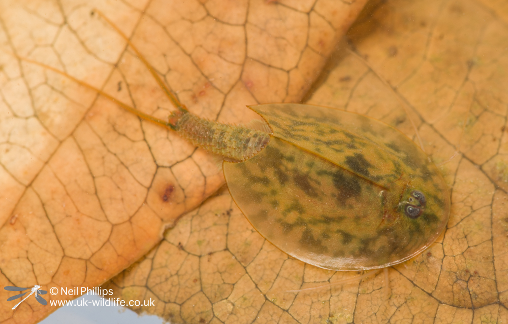 Tadpole Shrimp - Bug Directory - Buglife