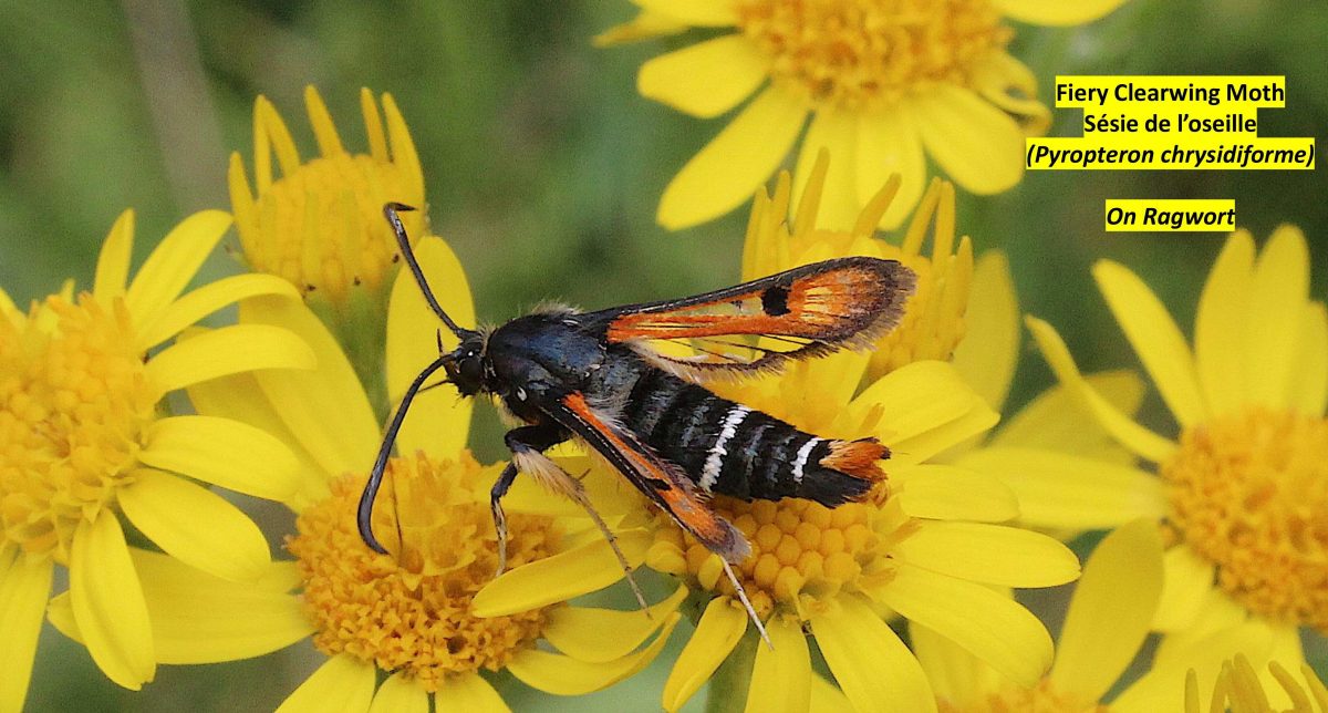 From Bugs to Brains.…and….From Green Spaces to Better Mental Well-Being ...