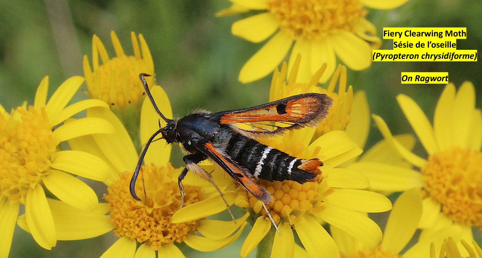 From Bugs to Brains.…and….From Green Spaces to Better Mental Well-Being ...