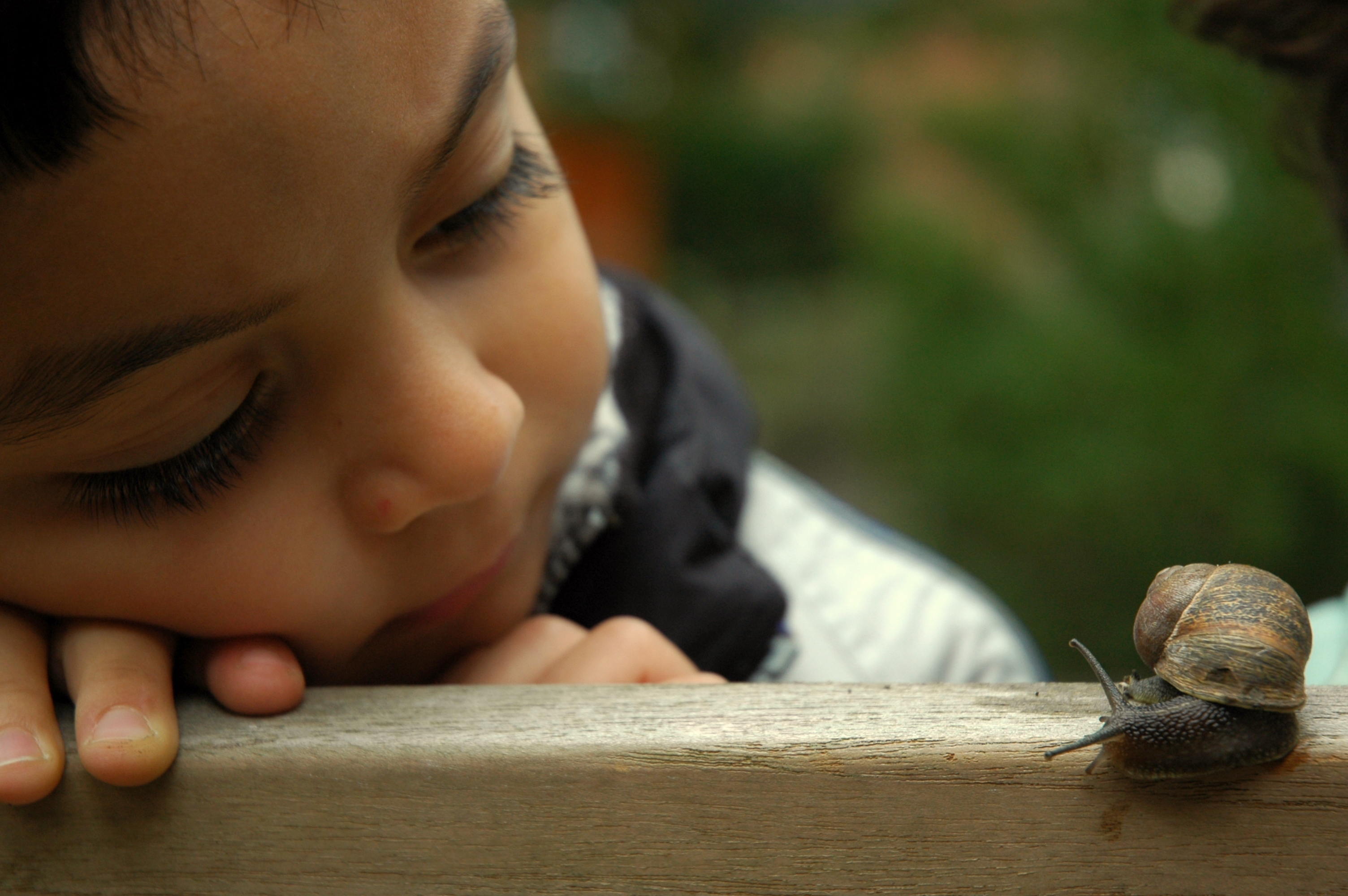 What are the benefits of slugs and snails? - Buglife Blog - Buglife