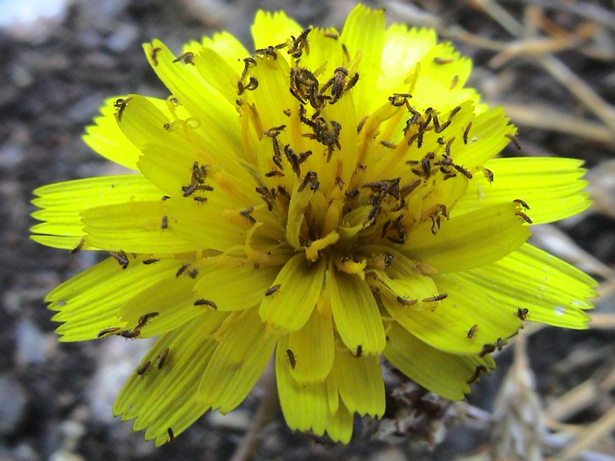 Black Oil Beetle - Bug Directory - Buglife