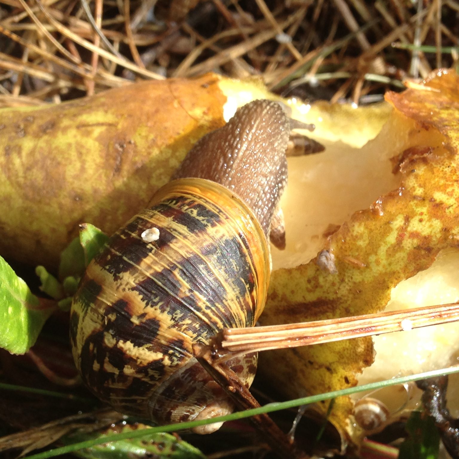 What are the benefits of slugs and snails? - Buglife Blog - Buglife