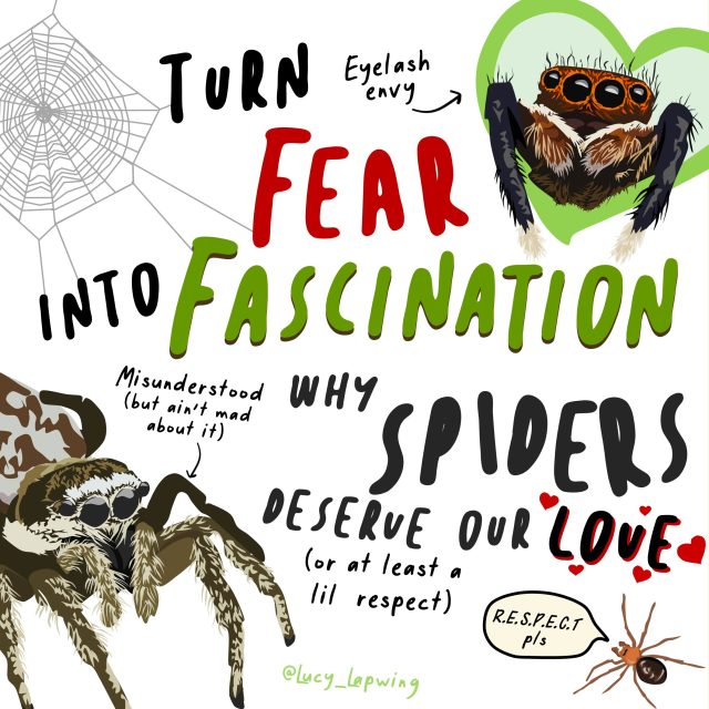 Celebrate National Save a Spider Day with Buglife's Poster Competition ...