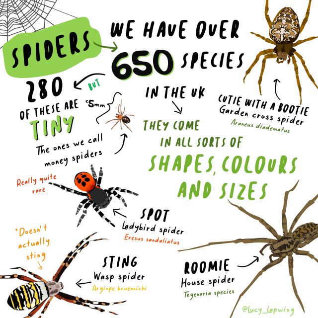Celebrate National Save a Spider Day with Buglife's Poster Competition ...