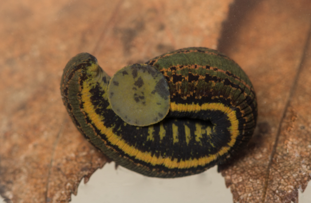 Fascinating Invertebrates ~ Bring on the leeches! - Buglife Blog - Buglife