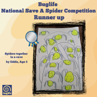 Buglife National Save a Spider Day Poster Competition Winners ...