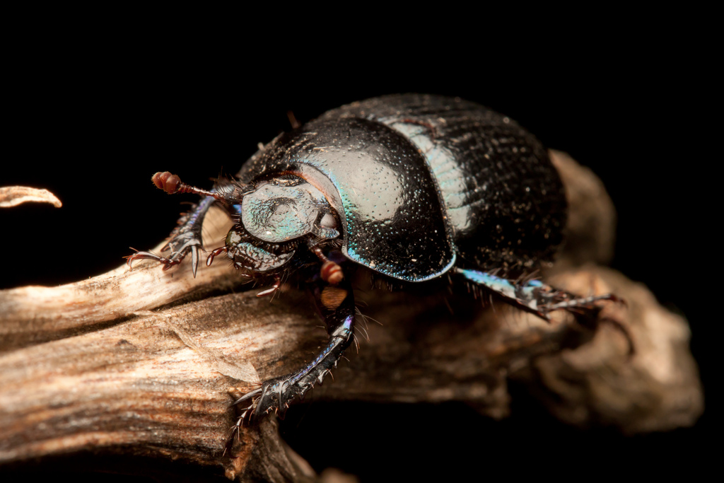 Woodland Dor Beetle - Bug Directory - Buglife