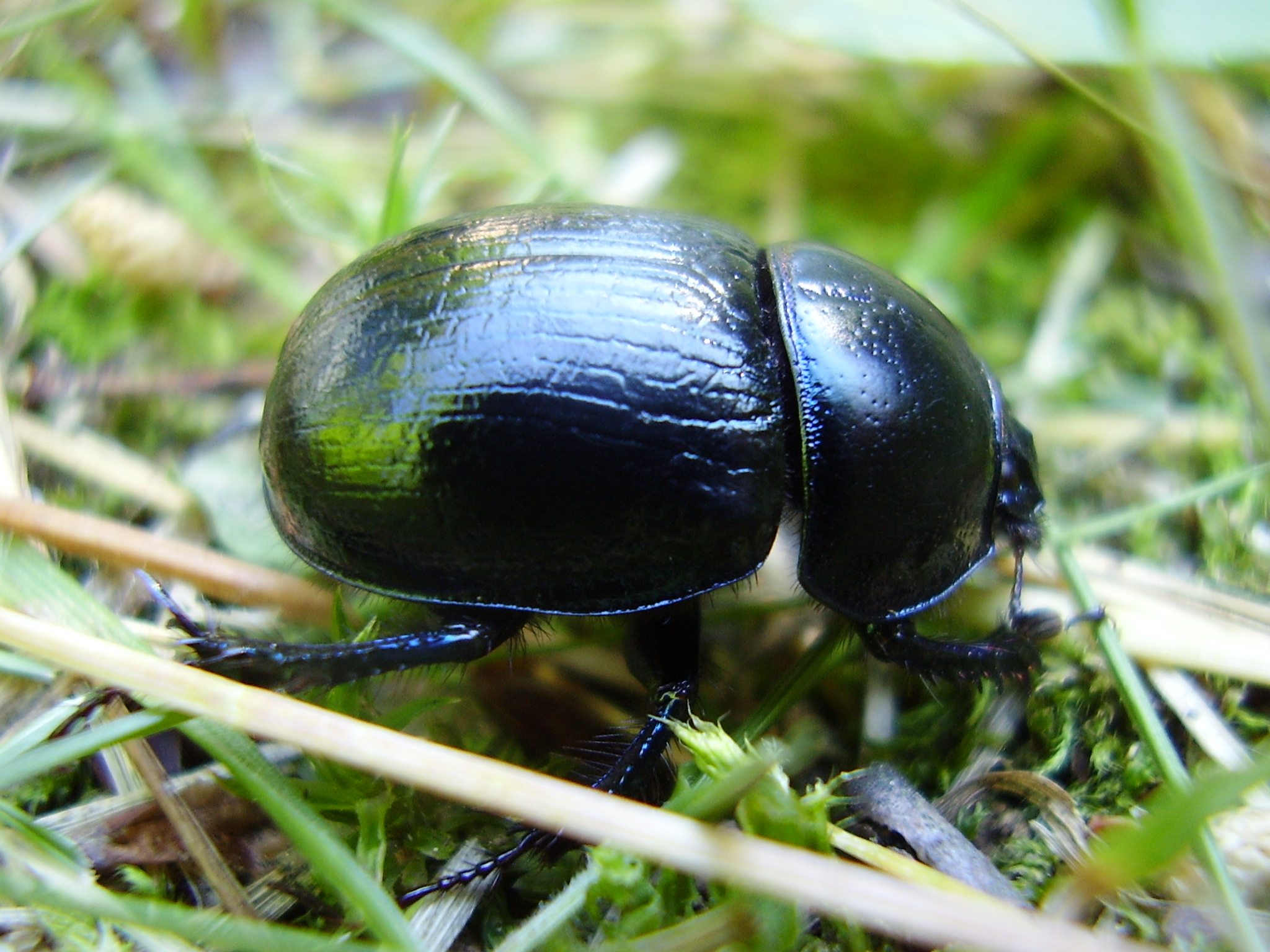 Common Dor Beetle - Bug Directory - Buglife