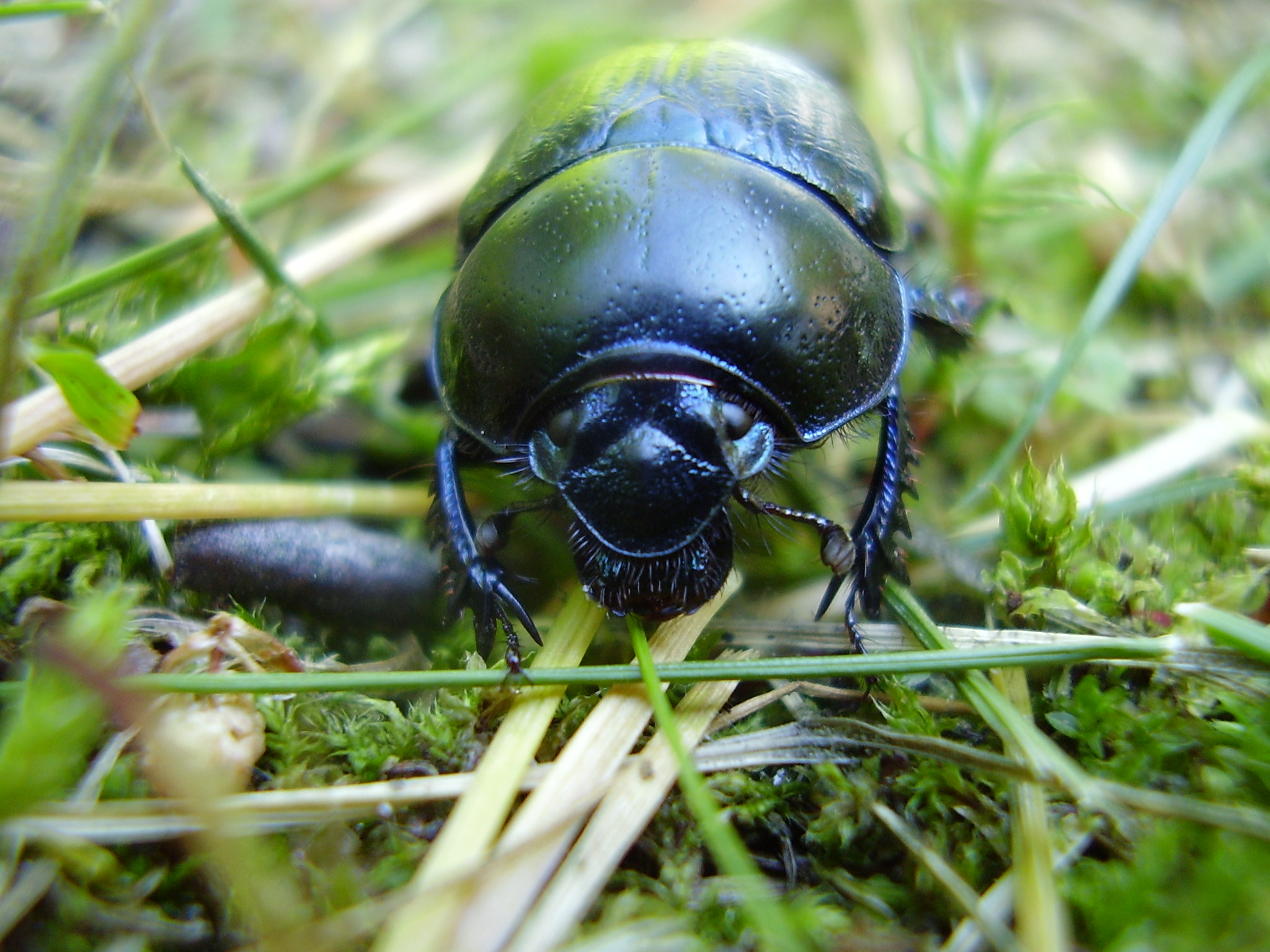 Common Dor Beetle - Bug Directory - Buglife