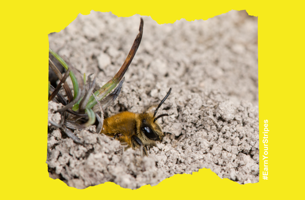 Earnyourstripes Buglife