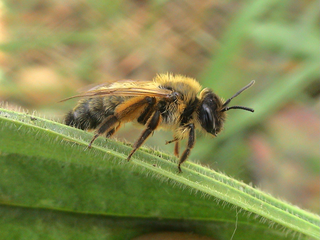 Buffish Mining Bee - Bug Directory - Buglife