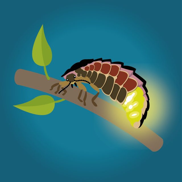 Light Pollution - Buglife