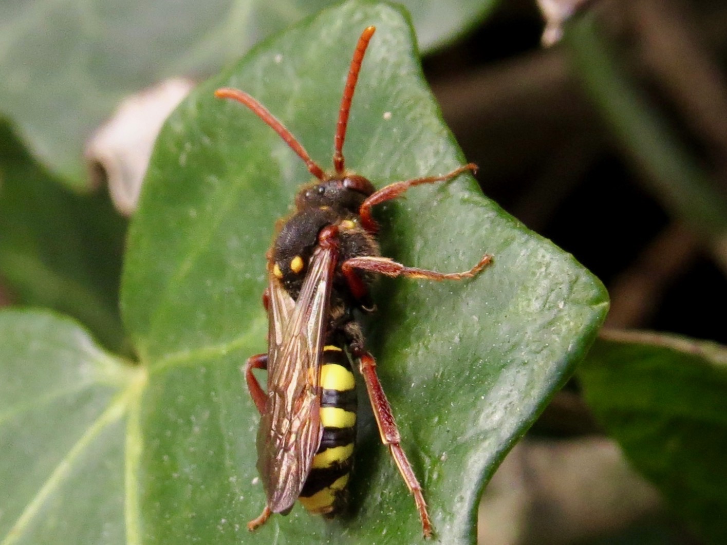 Not-so Solitary Bees - Buglife Blog - Buglife