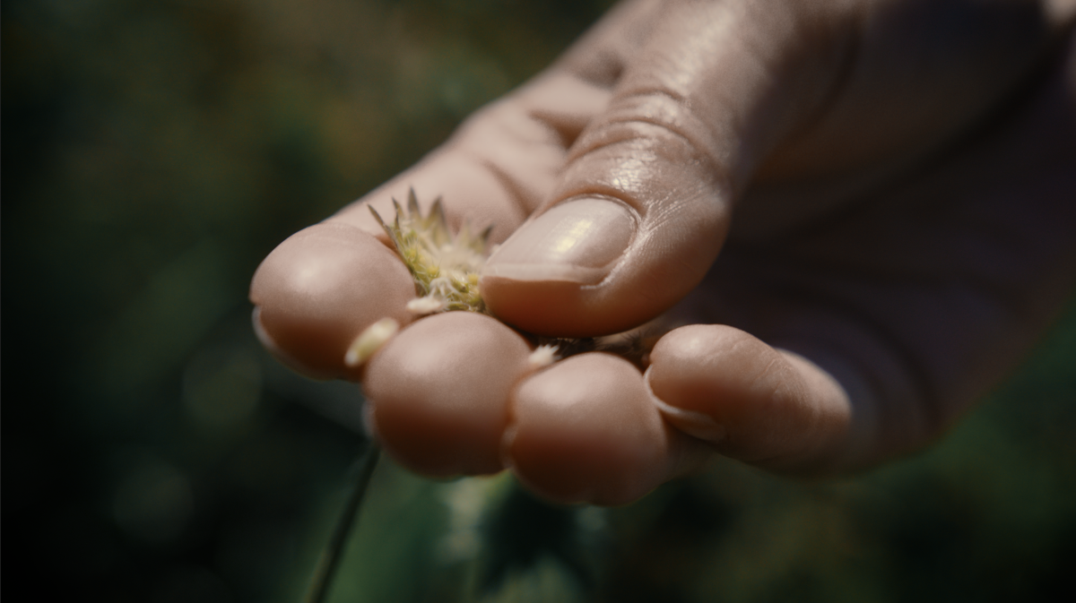 An introduction to the Large Scabious Mining Bee - Buglife Blog - Buglife