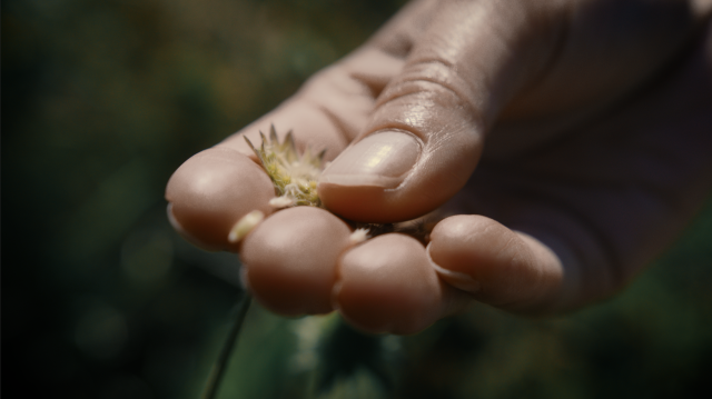 An introduction to the Large Scabious Mining Bee - Buglife Blog - Buglife