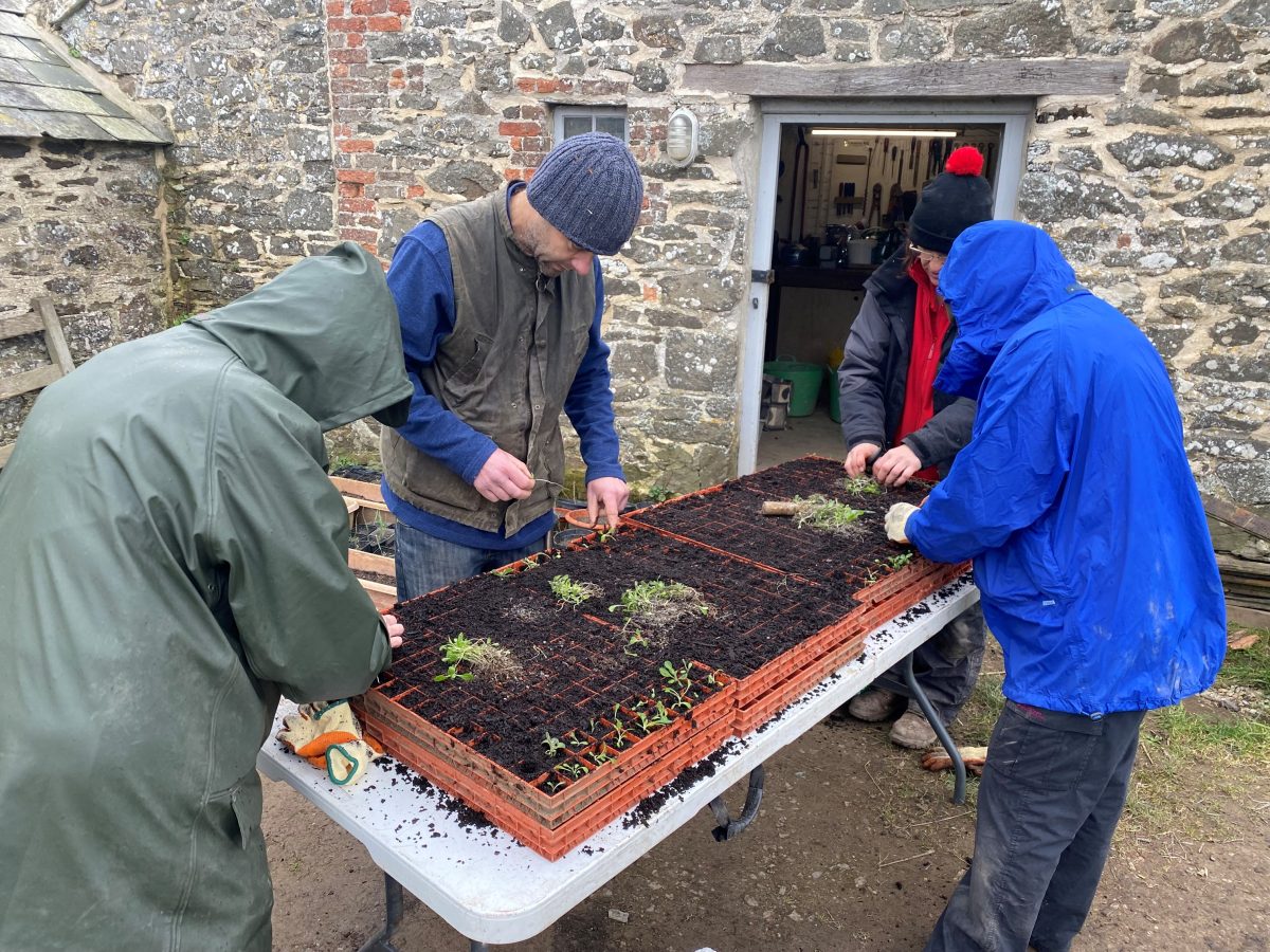 An introduction to the Large Scabious Mining Bee - Buglife Blog - Buglife