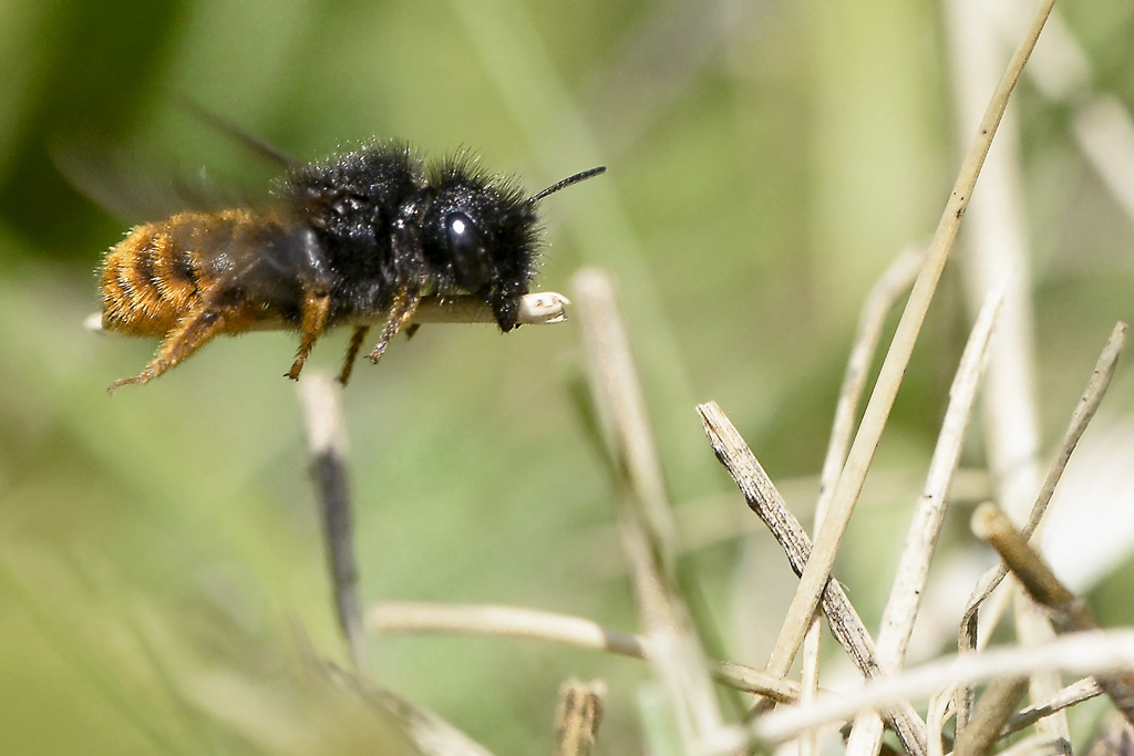 Bees of the Changing Chalk Partnership Area - Buglife Blog - Buglife