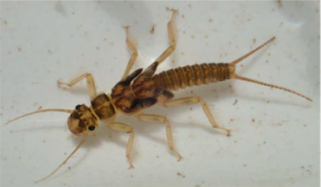 Natur am Byth! - Buglife projects