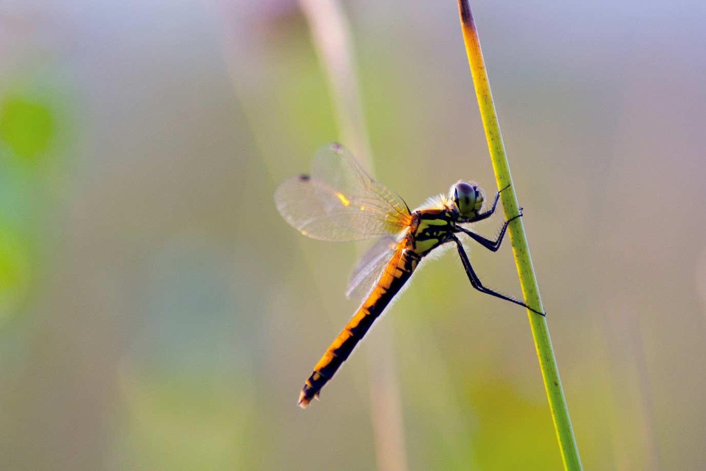 Beauties in the Bog - Buglife Blog - Buglife