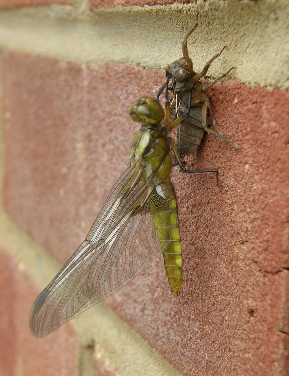 Beauties in the Bog - Buglife Blog - Buglife