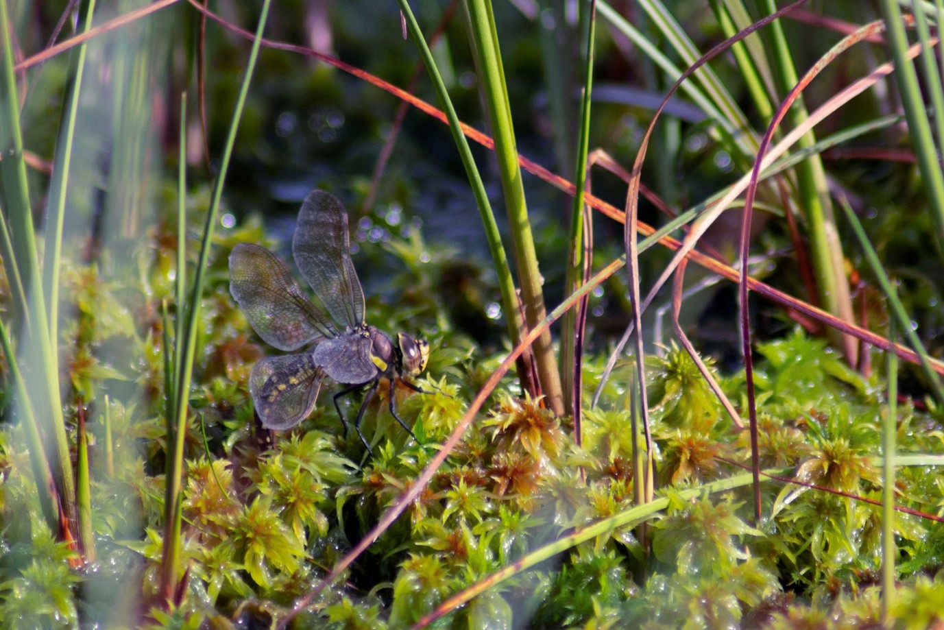 Beauties in the Bog - Buglife Blog - Buglife