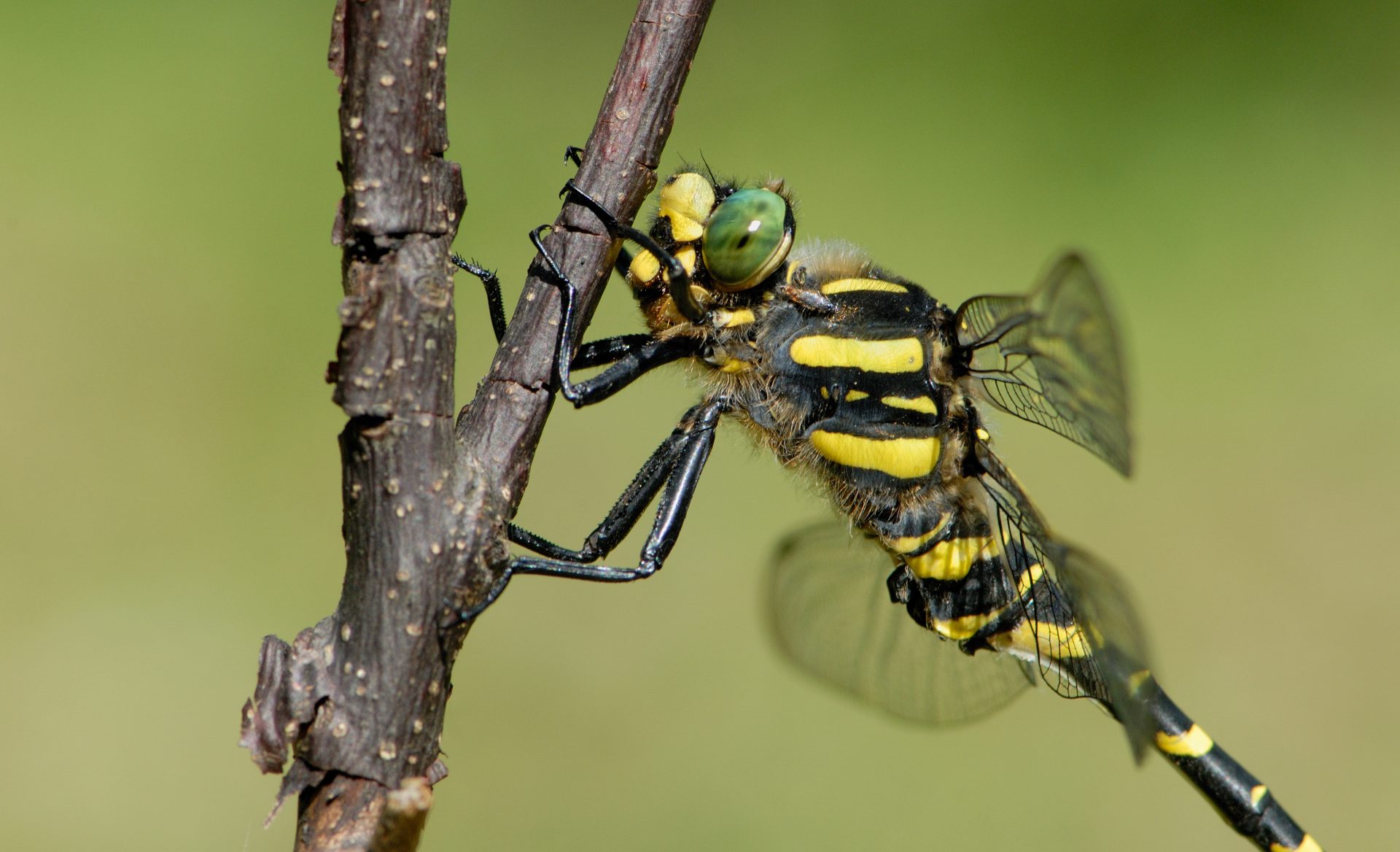 Fantastic dragonflies and how to help them - Buglife Blog - Buglife