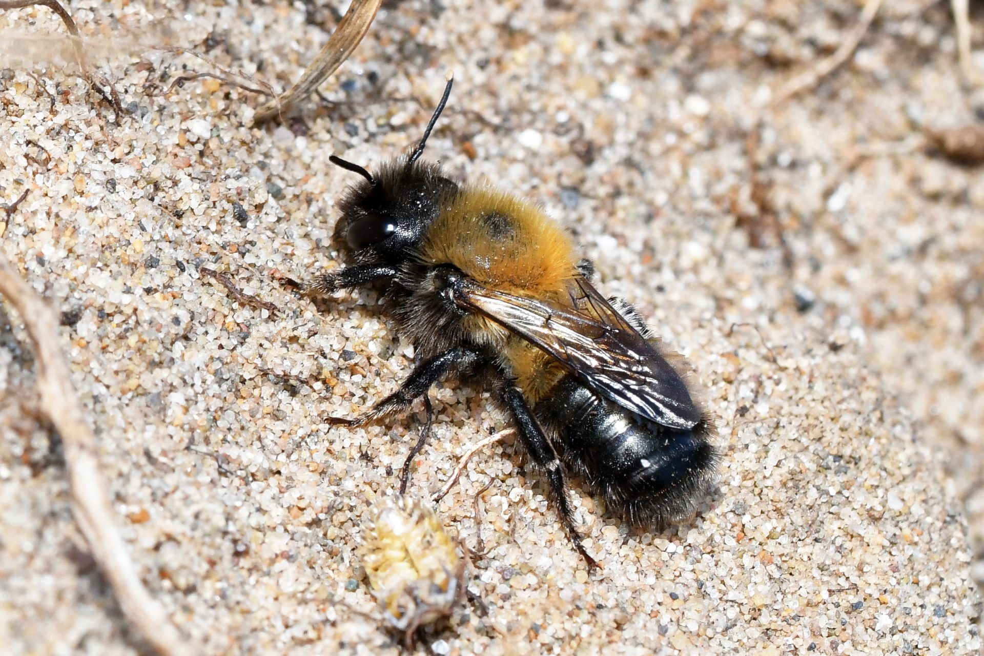 Single Species IIAs - Buglife